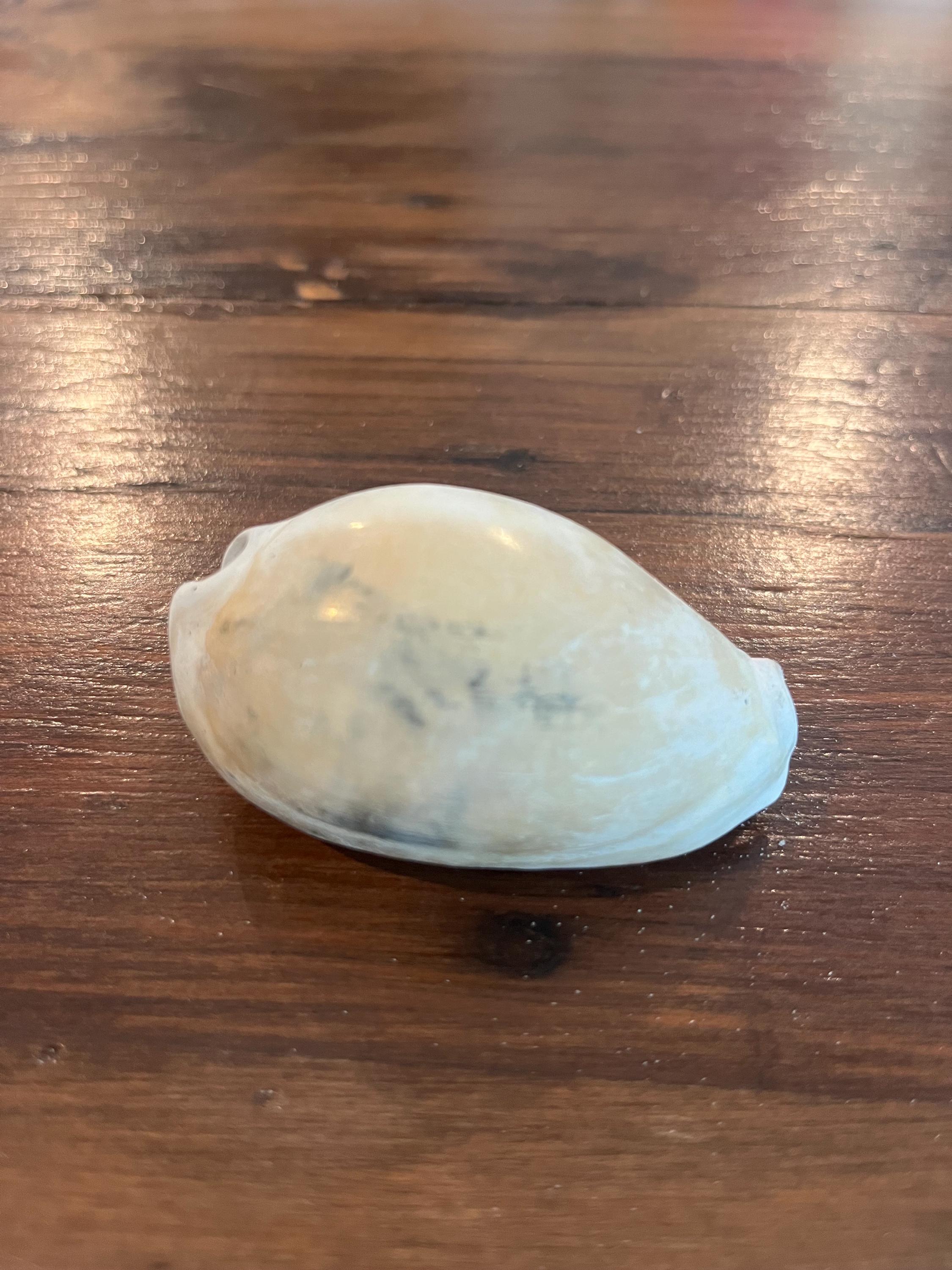 Beautiful Fossilized Cowrie Shell - Etsy