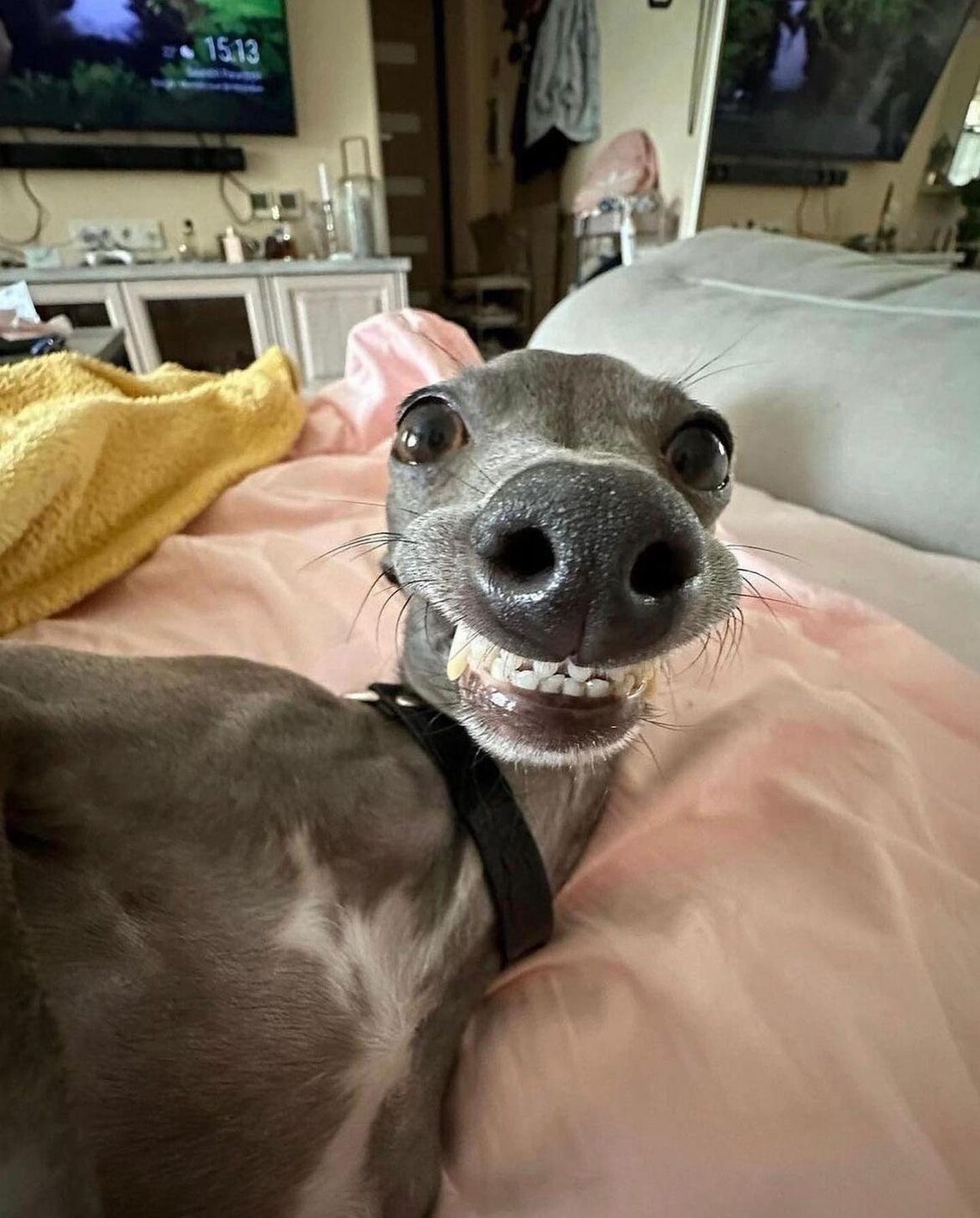 Smiley Doggy, Happy Dog, Dogs Lovers, Loving Dog, My Best Friend - Etsy