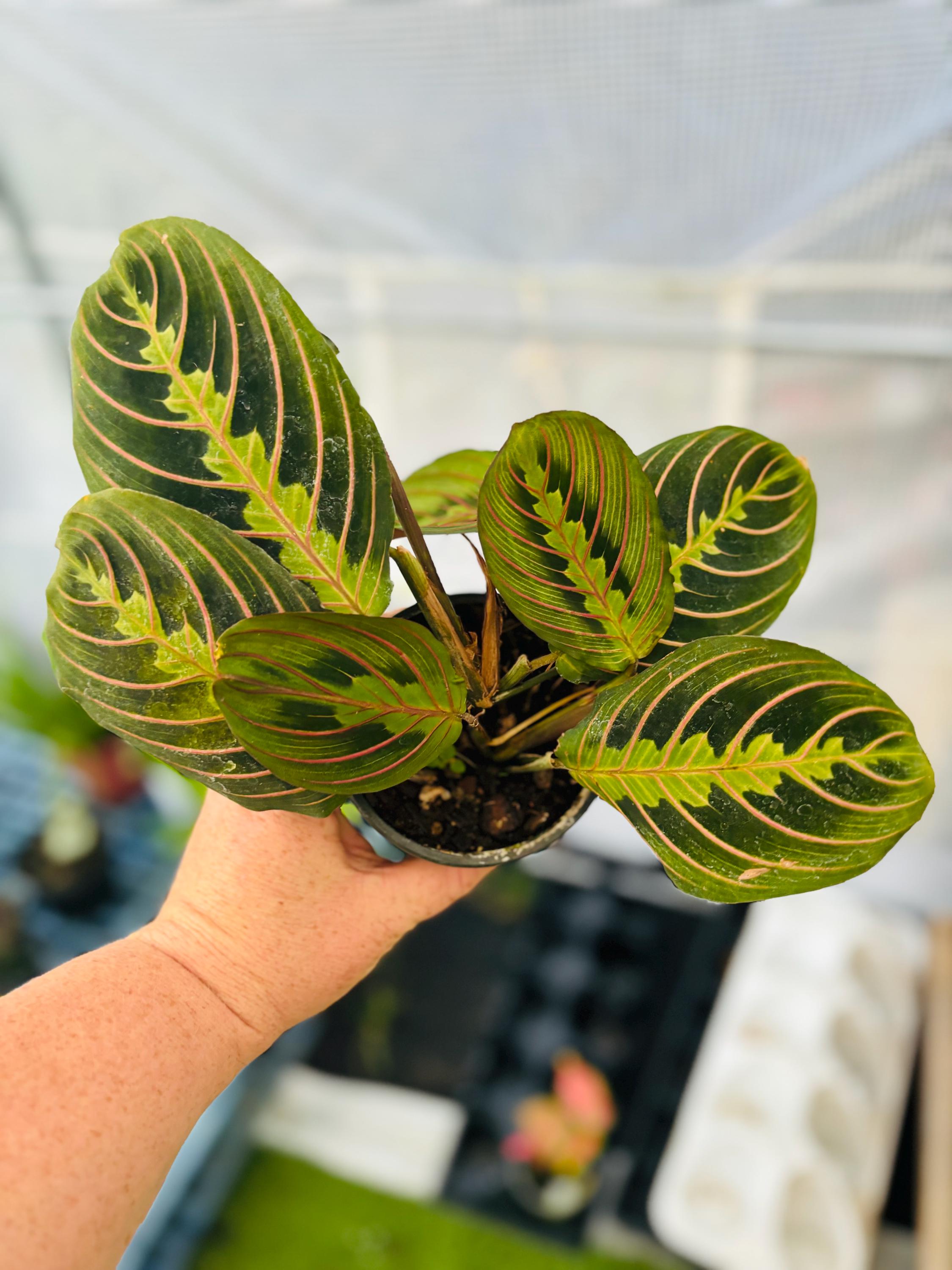 Red Maranta-prayer Plant - Etsy