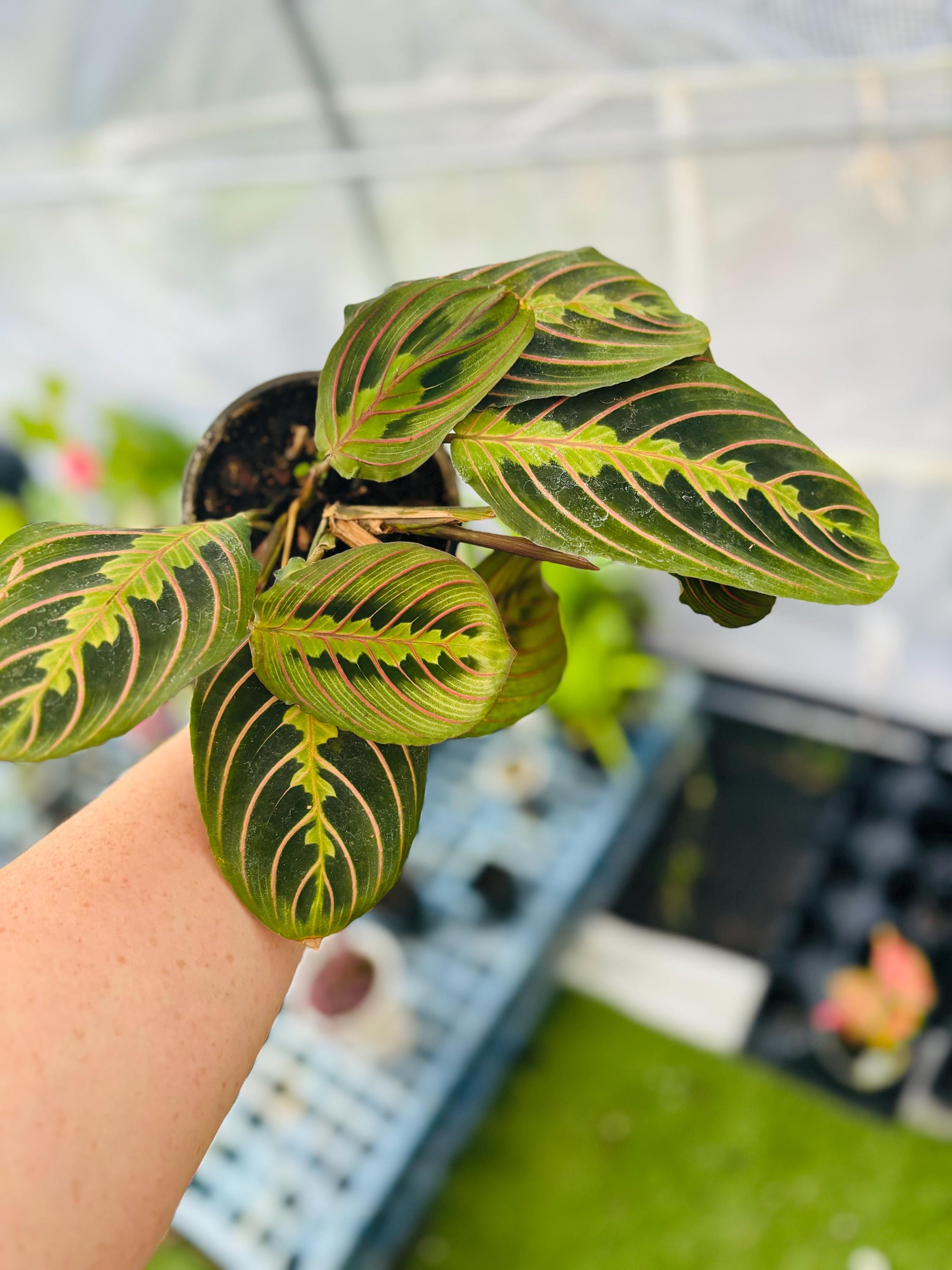 Red Maranta-prayer Plant - Etsy