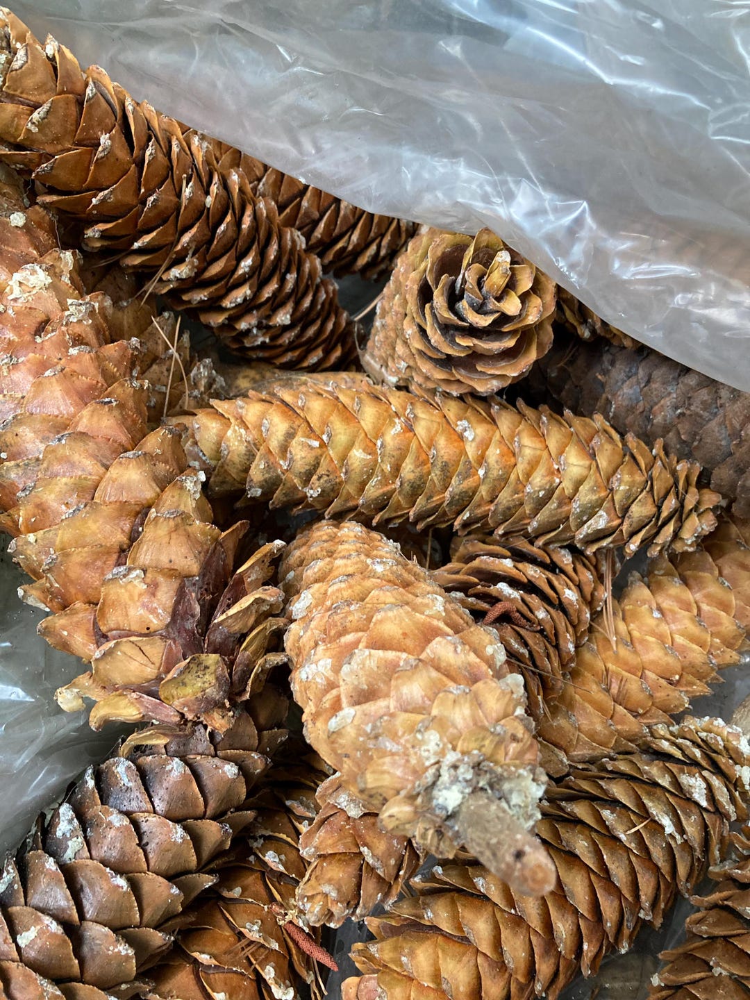 Big Pinecones From Tahoe National Forest Set of 3, Free Shipping ...