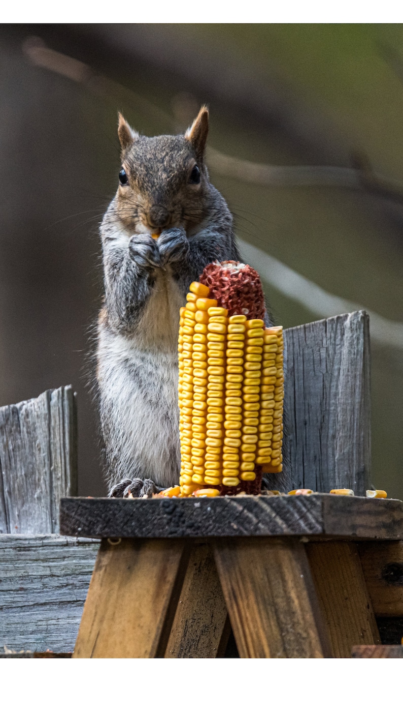 Ear Corn: Natural Treat for Squirrels and Backyard Wildlife - Etsy