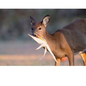 Ear Corn Squirrel Corn Deer Corn - Etsy