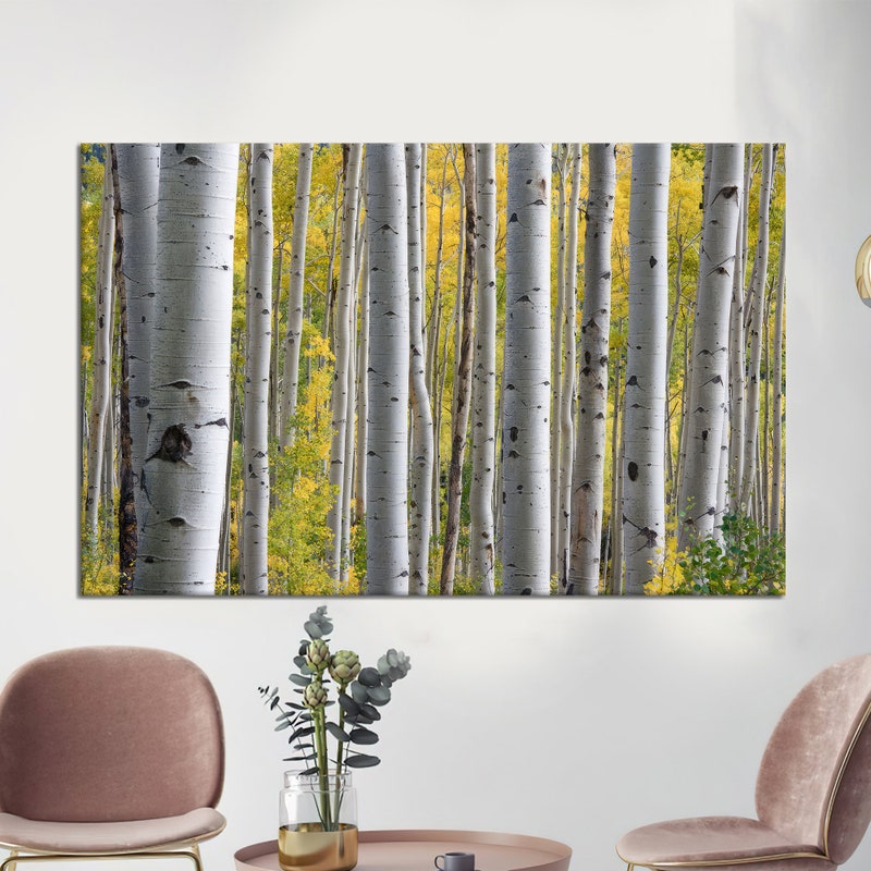 Birch Canvas Art - Etsy