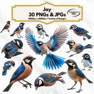 Jay Clipart, Bird Illustration, Jay PNG, Wildlife Art, Nature Graphics ...