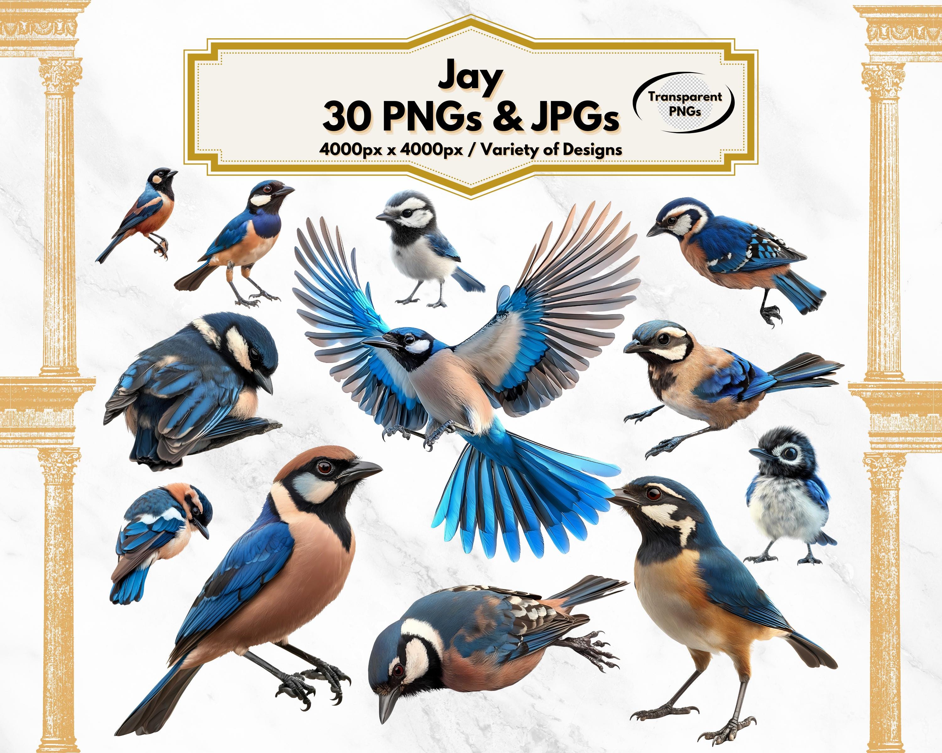 Jay Clipart, Bird Illustration, Jay PNG, Wildlife Art, Nature Graphics ...