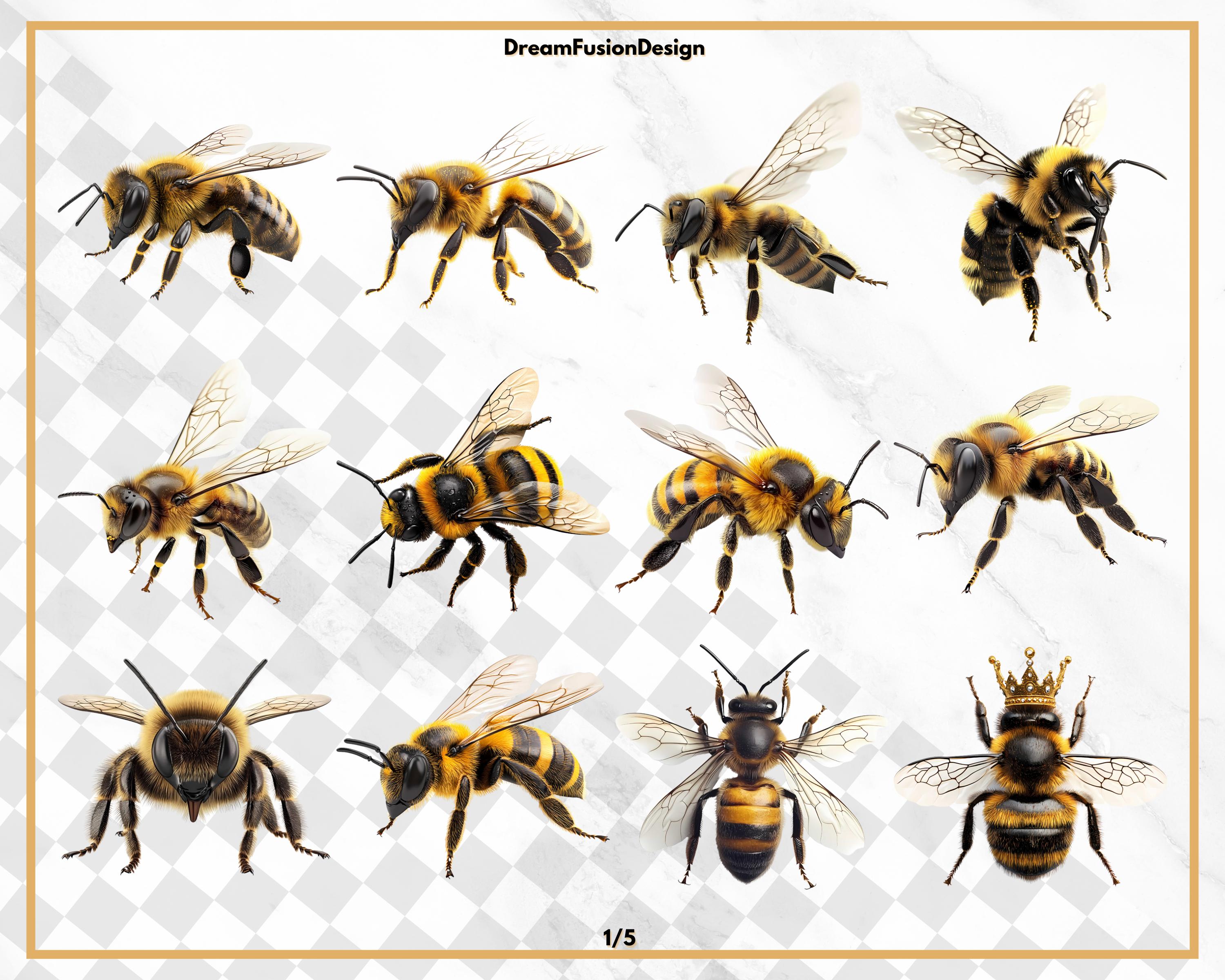 Bee Clipart, Bee PNG, Bee JPG, Honeybee Clipart, Insect Clipart, Bee ...