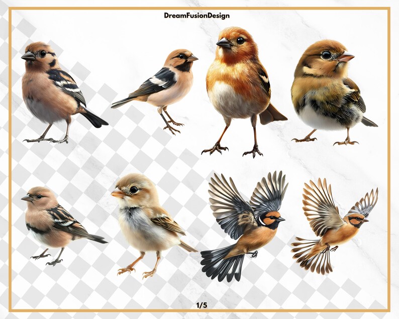 Chaffinch Clipart, Bird Illustration, Chaffinch PNG, Wildlife Art, Nature and Bird Graphics ...