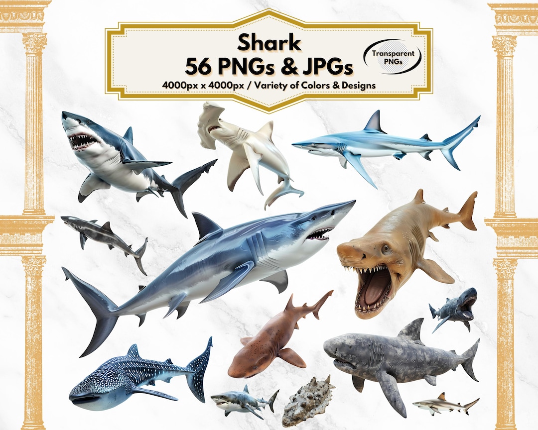 Shark Clipart, Ocean Animal Illustration, Shark PNG, Underwater ...
