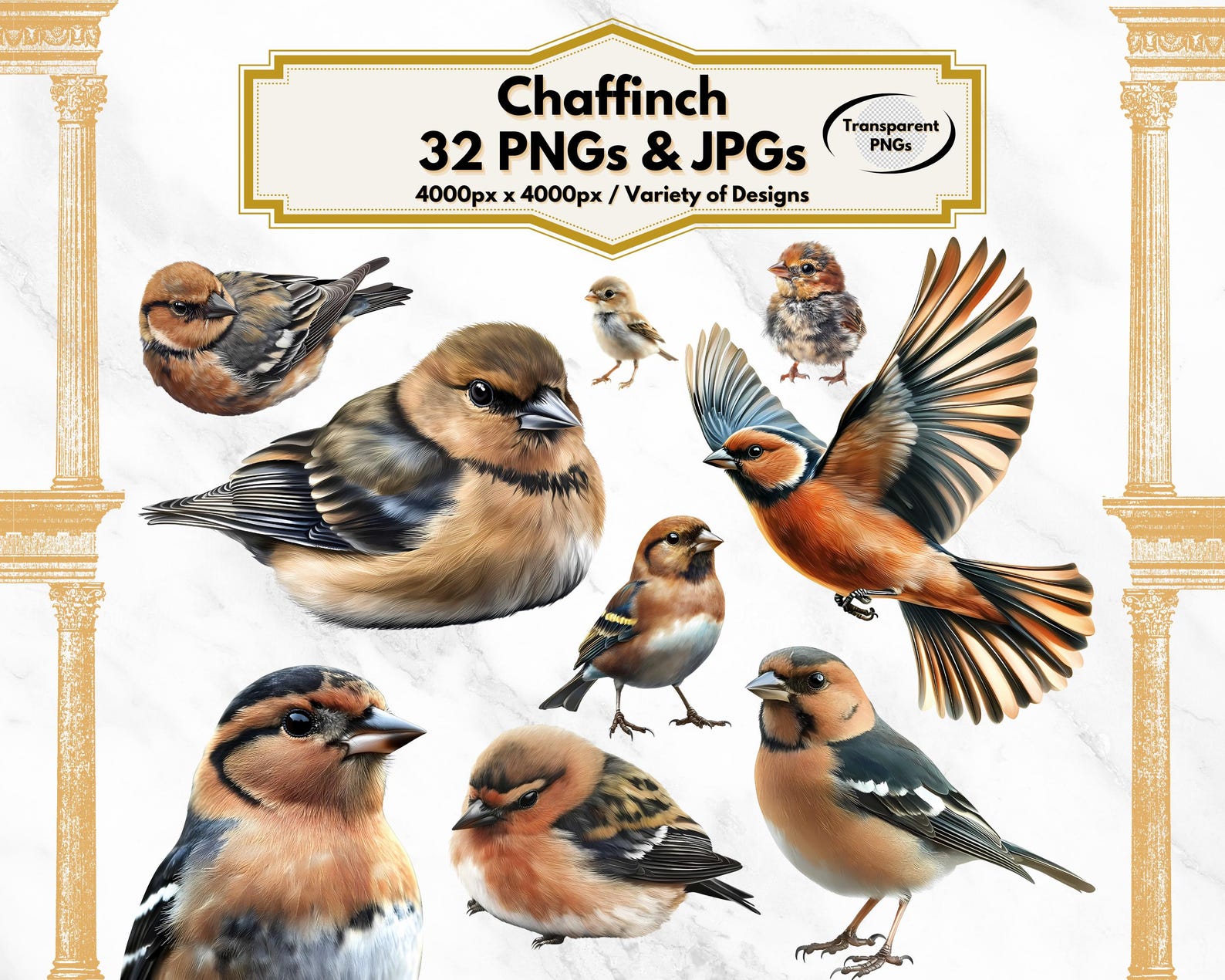 Chaffinch Clipart, Bird Illustration, Chaffinch PNG, Wildlife Art, Nature and Bird Graphics ...