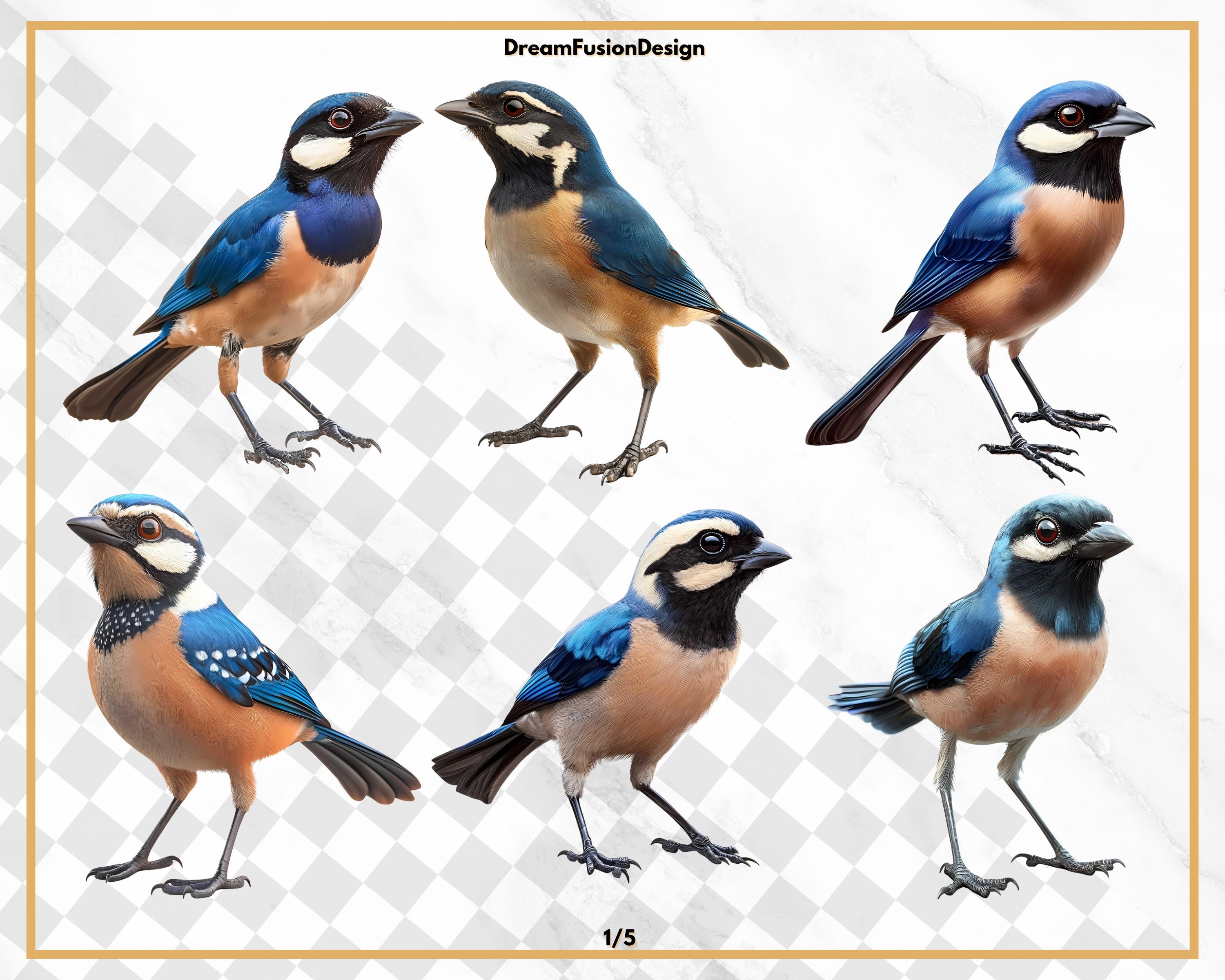 Jay Clipart, Bird Illustration, Jay PNG, Wildlife Art, Nature Graphics ...