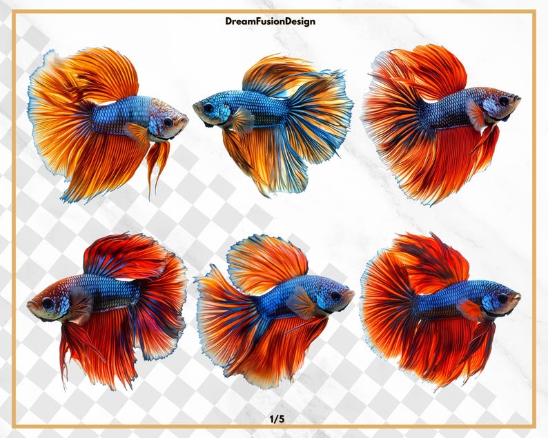 Betta Fish Clipart, Colorful Fish Illustrations, Betta Fish PNG ...