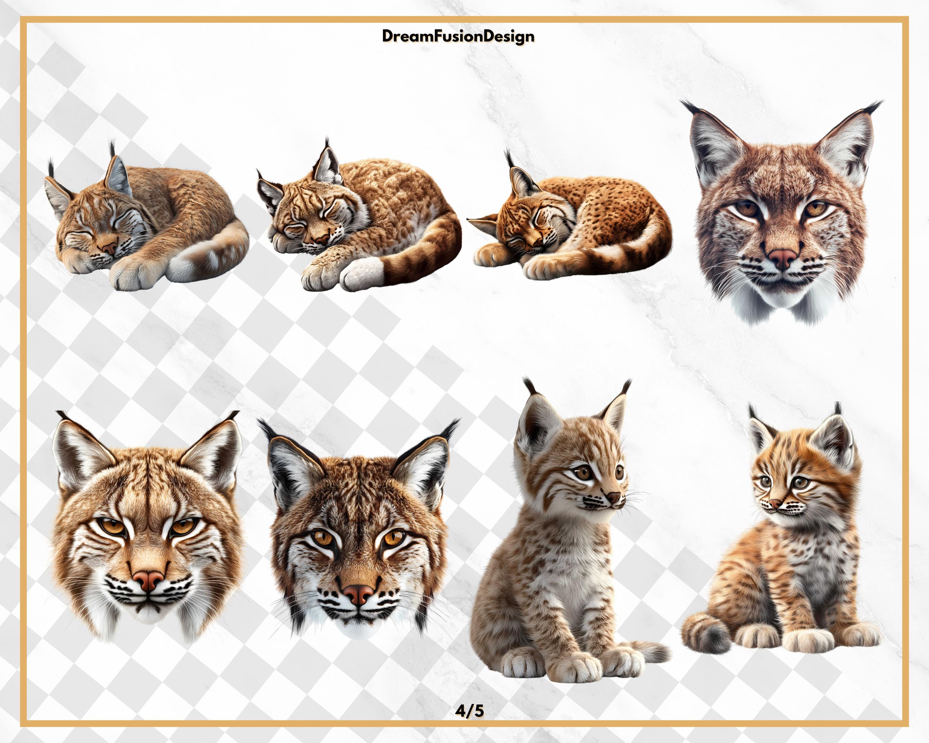 Eurasian Lynx Clipart, Wildlife Illustration, Lynx PNG, Forest Animal ...