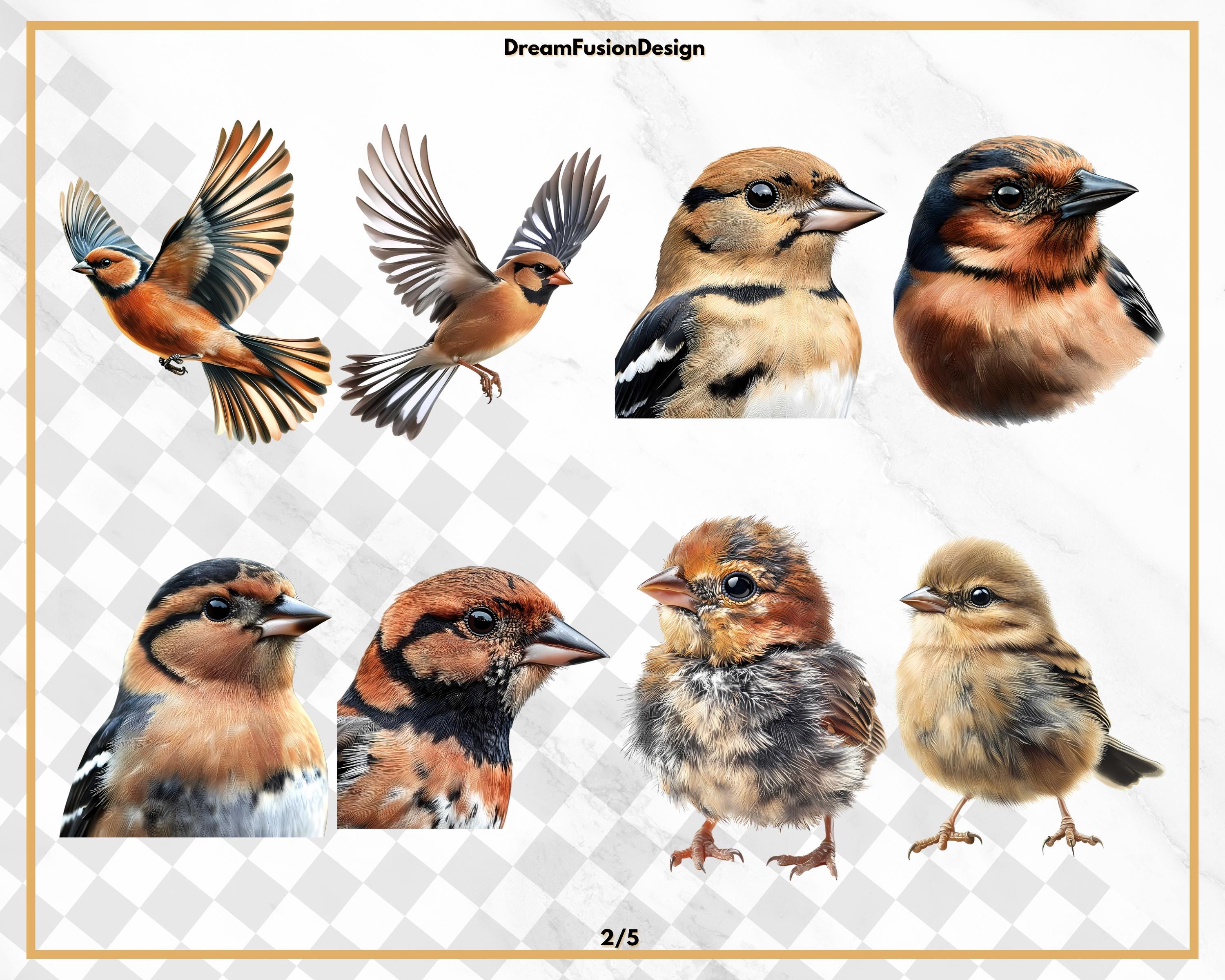 Chaffinch Clipart, Bird Illustration, Chaffinch PNG, Wildlife Art, Nature and Bird Graphics ...