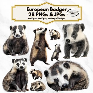 European Badger Clipart: Wildlife Illustration, Forest Animal Art ...