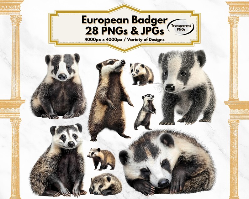 European Badger Clipart: Wildlife Illustration, Forest Animal Art ...