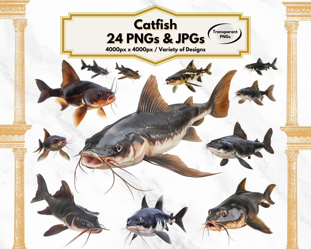 Imágenes prediseñadas de bagre, bagre PNG, bagre JPG, imágenes ...