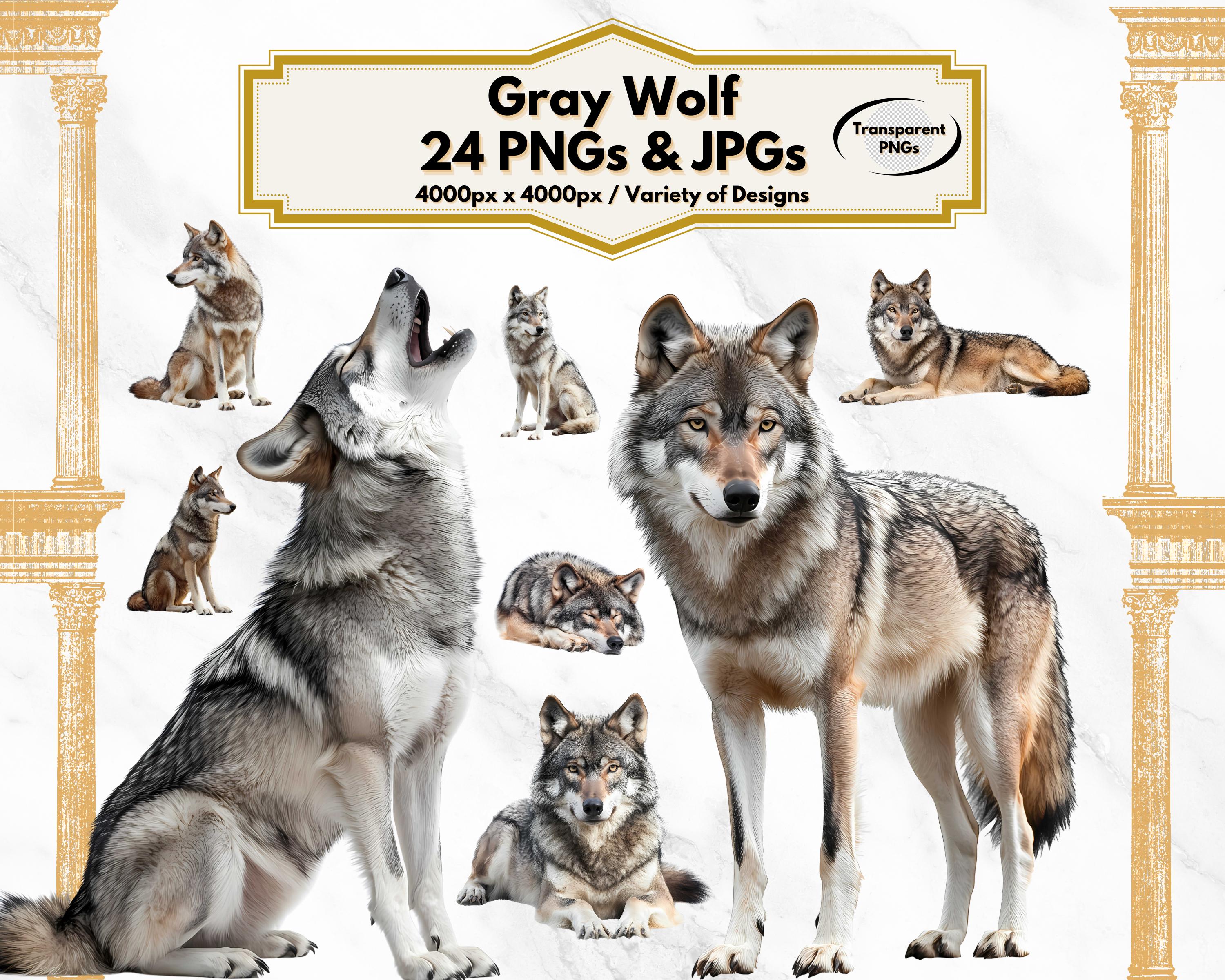 Gray Wolf Clipart, Gray Wolf PNG, Gray Wolf JPG, Wolf Clipart, Howling Wolf Clipart, Forest ...
