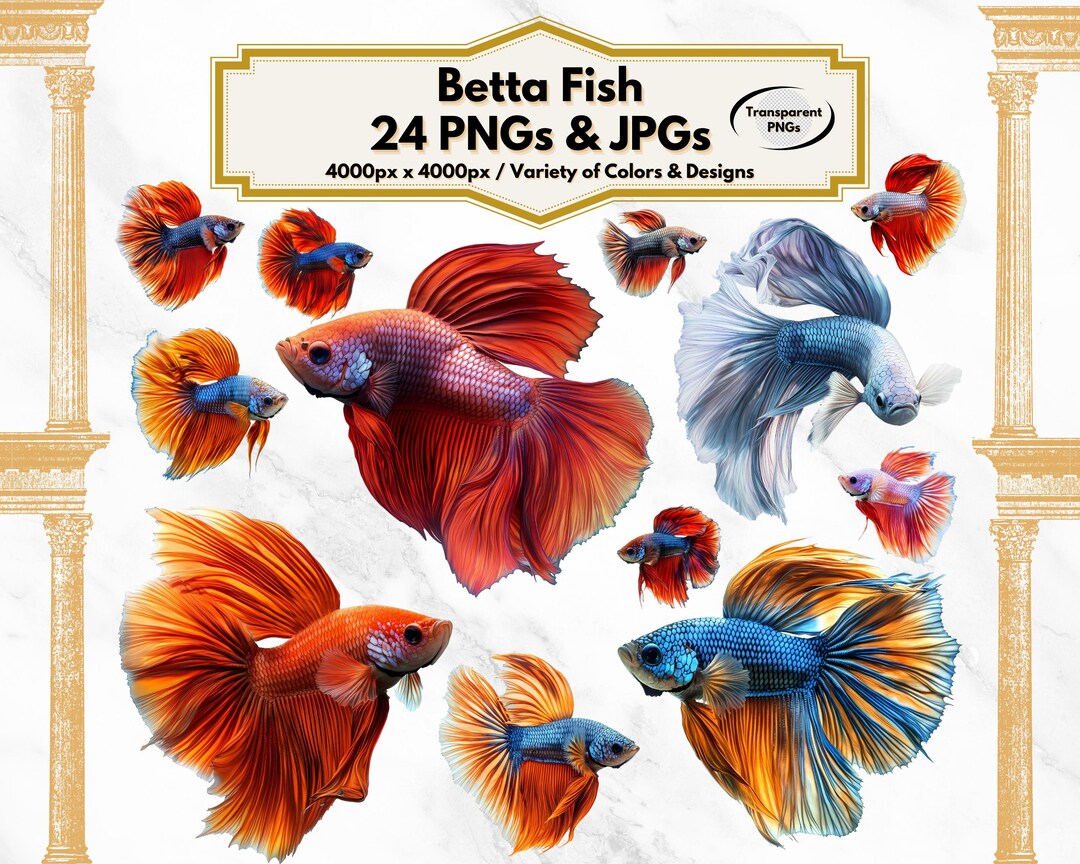 Betta Fish Clipart, Colorful Fish Illustrations, Betta Fish PNG ...
