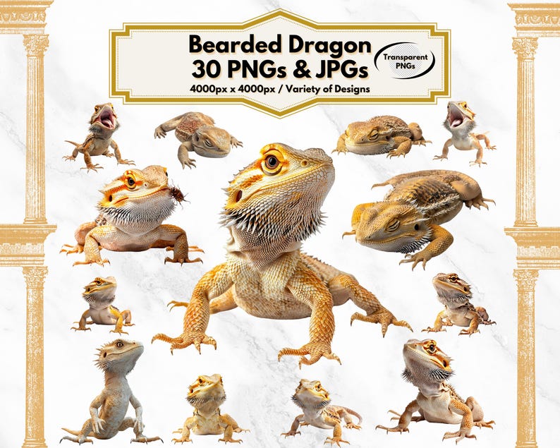 Bearded Dragon Clipart, Bearded Dragon PNG, Bearded Dragon JPG, Lizard ...