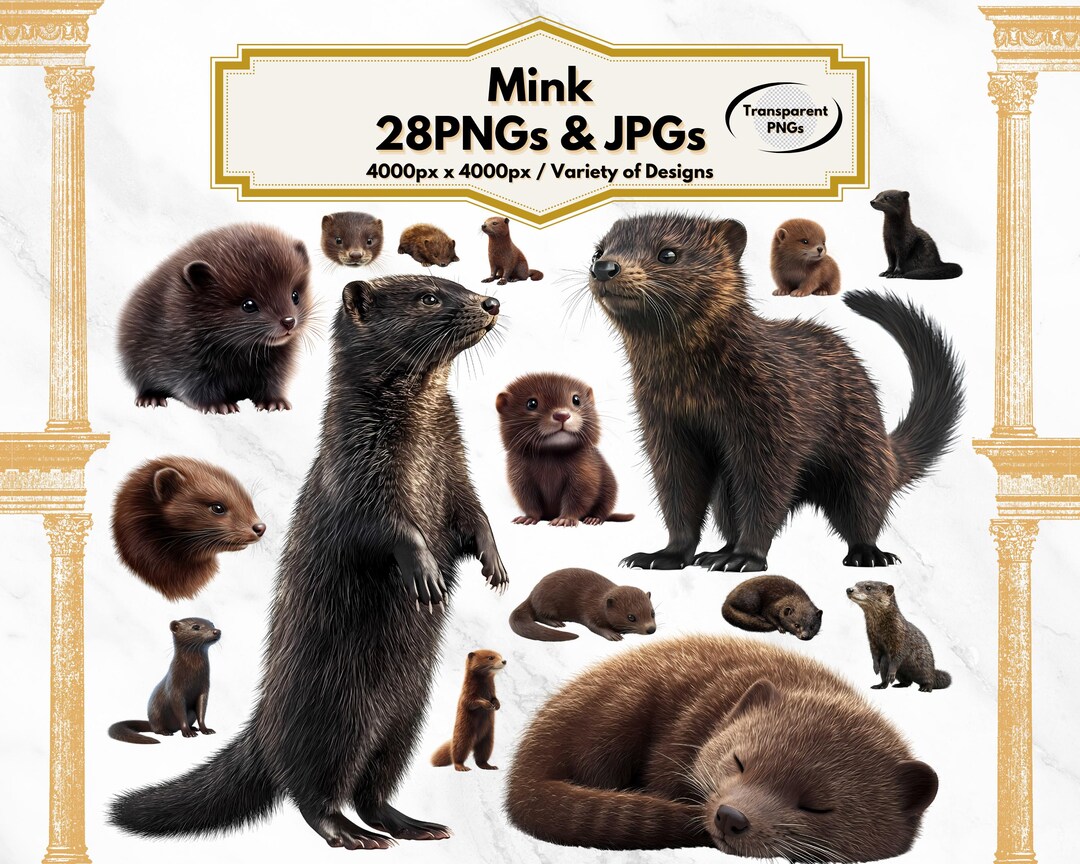 Mink Clipart, Wildlife Illustration, Mink PNG, Forest Animal Art ...