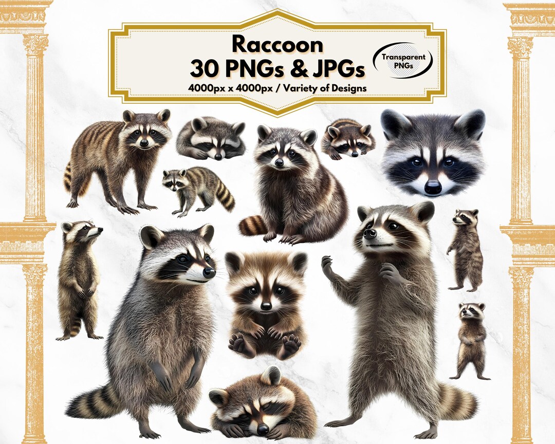 Raccoon Clipart, Cute Woodland Animal Illustration, Raccoon PNG ...