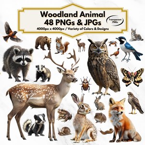 Woodland Animal Clipart, Forest Animal Illustrations, Woodland ...