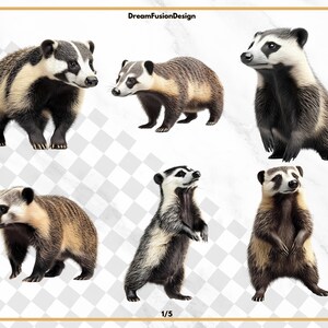 European Badger Clipart: Wildlife Illustration, Forest Animal Art ...