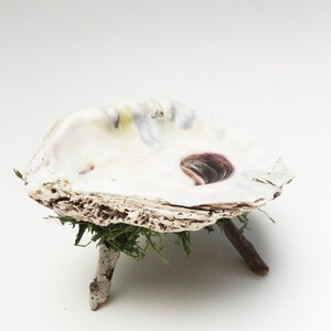 Fairy Table, Fae Coffe Table, Faery Bedside Stand, Oyster Shell - Etsy