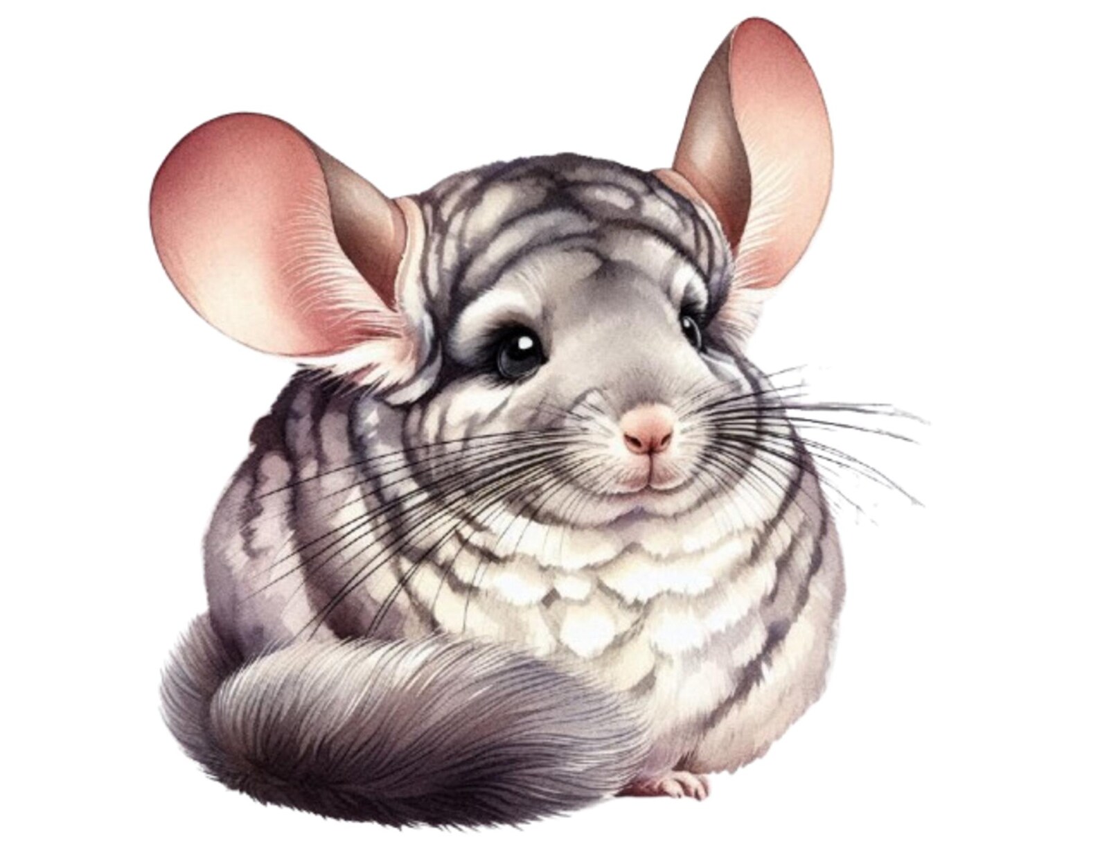 11 Watercolor Chinchilla Clipart | PNG Files With Transparent ...