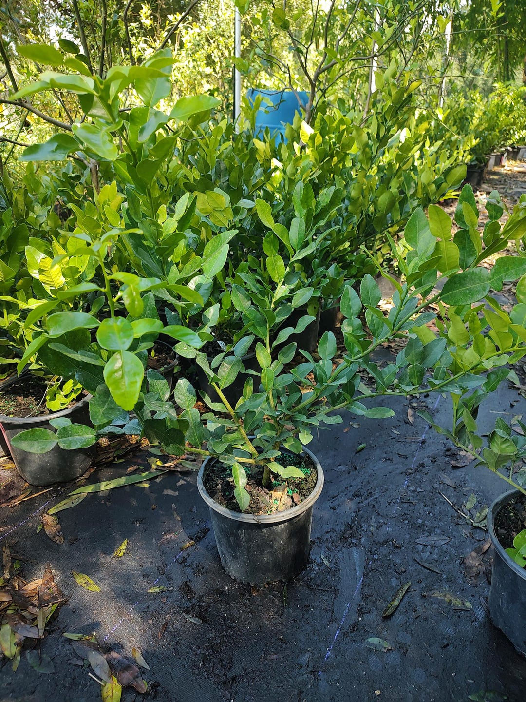 Kaffir Lime Tree Grafting Plants - Etsy Australia