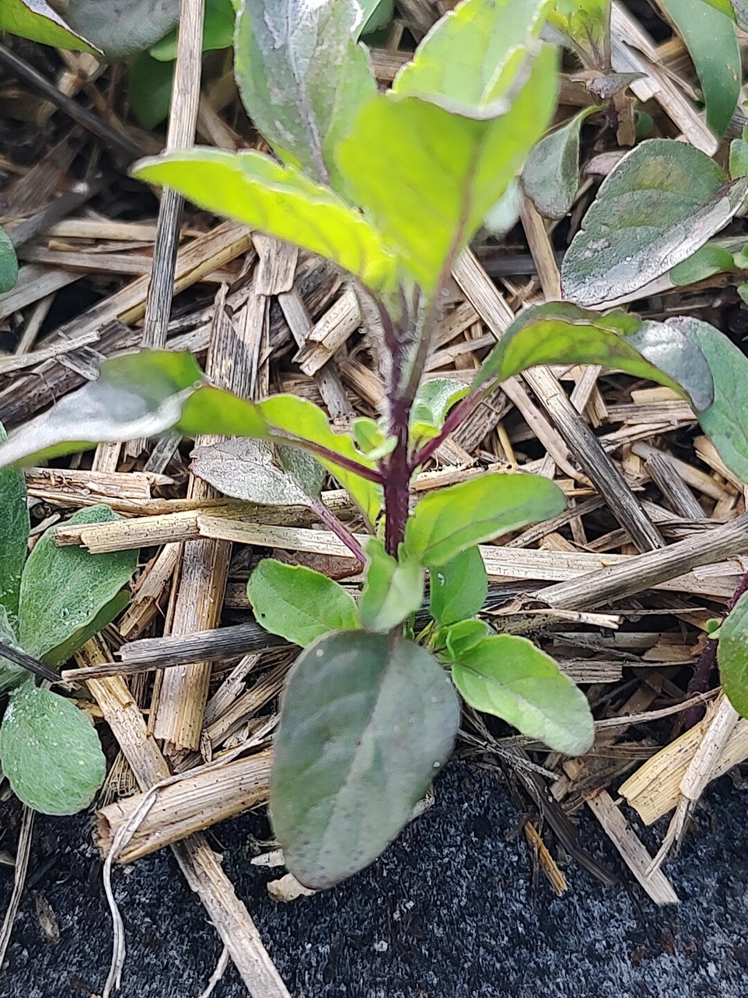 4 Live Thai Holy Basil- Root to Plant 4-5 Inches "ka Poaw" - Etsy