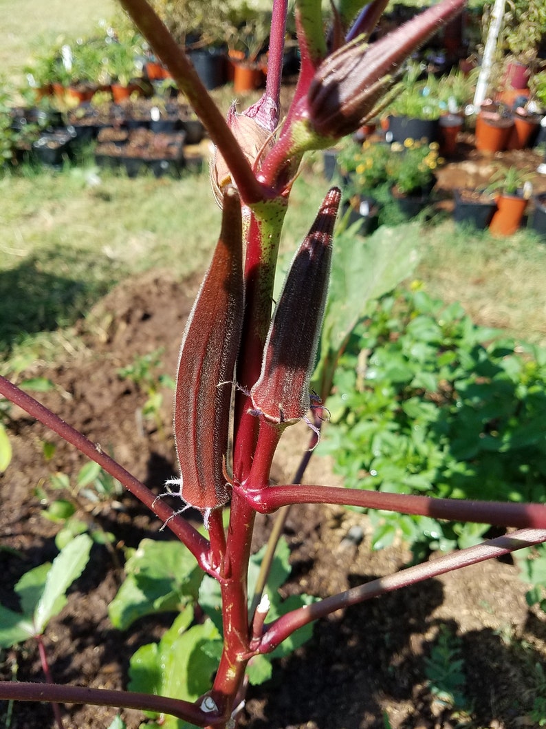 100 RED OKRA Vegetable SEEDS Red Burgundy Okra Open Pollinated Fresh ...