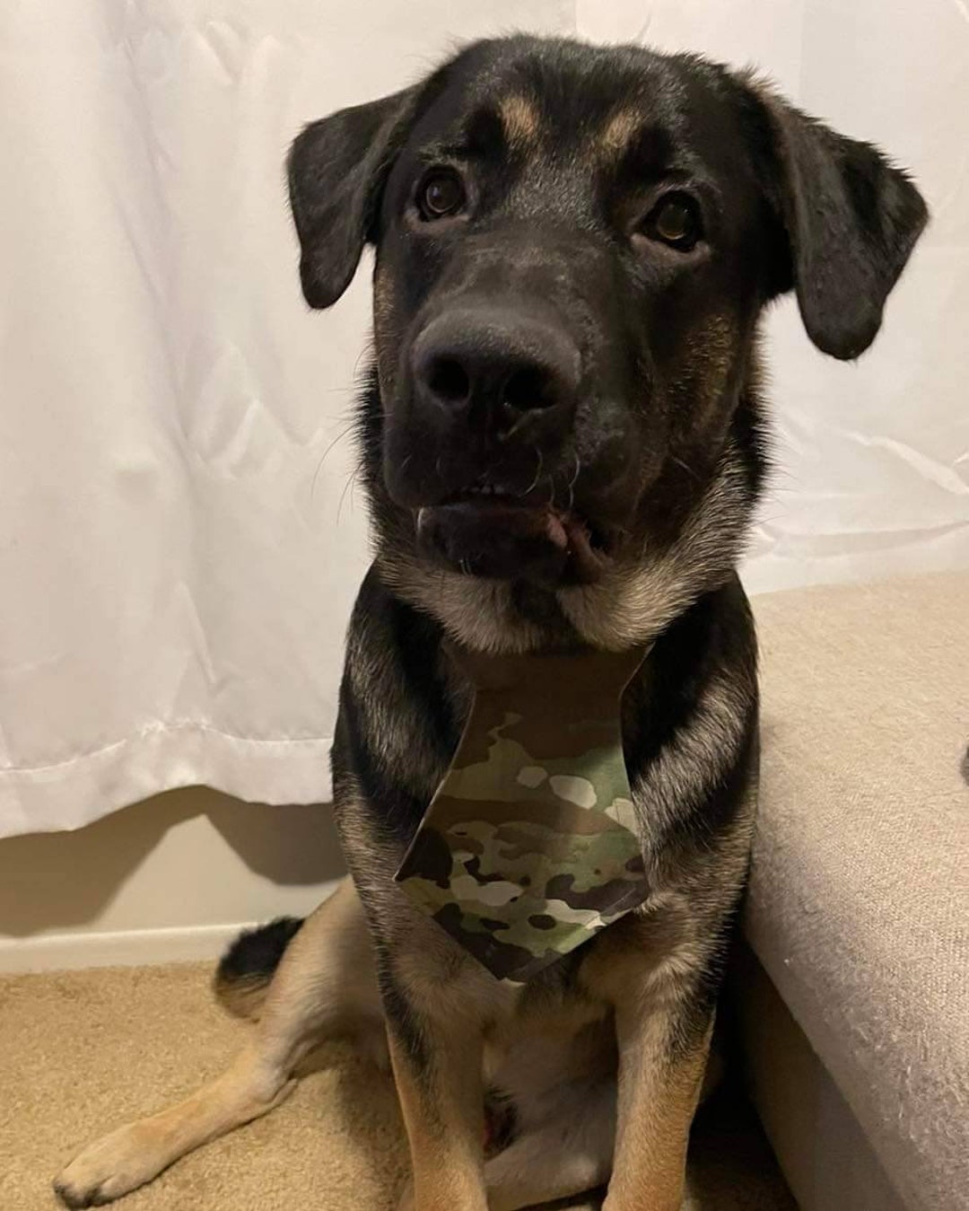 US ARMY MULTICAM Dog Necktie - Etsy