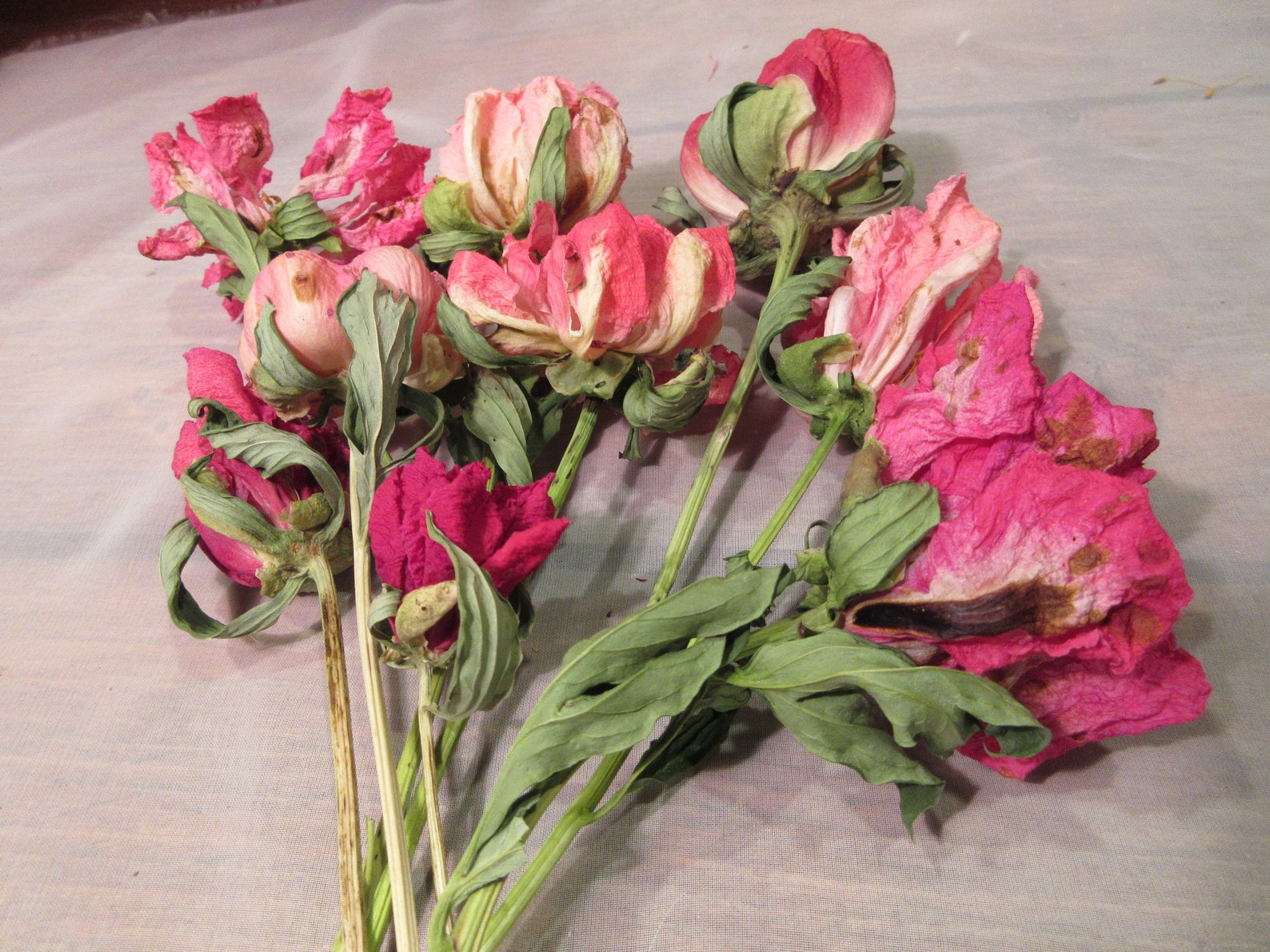 Dry Peony Flowers Whole Natural Organic Unusual Novelty Colors Coral ...