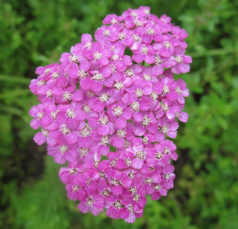 Sweet Dreams Flower Essence Natural Remedy for Sleep, Waking Nightmares ...