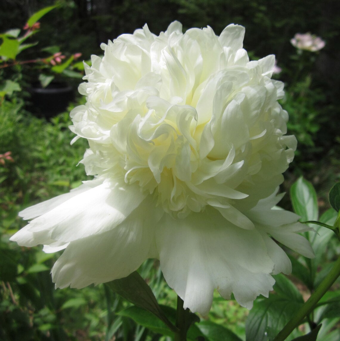 Peonies WOW Natural Flower Essence Remedy. UNSCENTED Vibrational ...