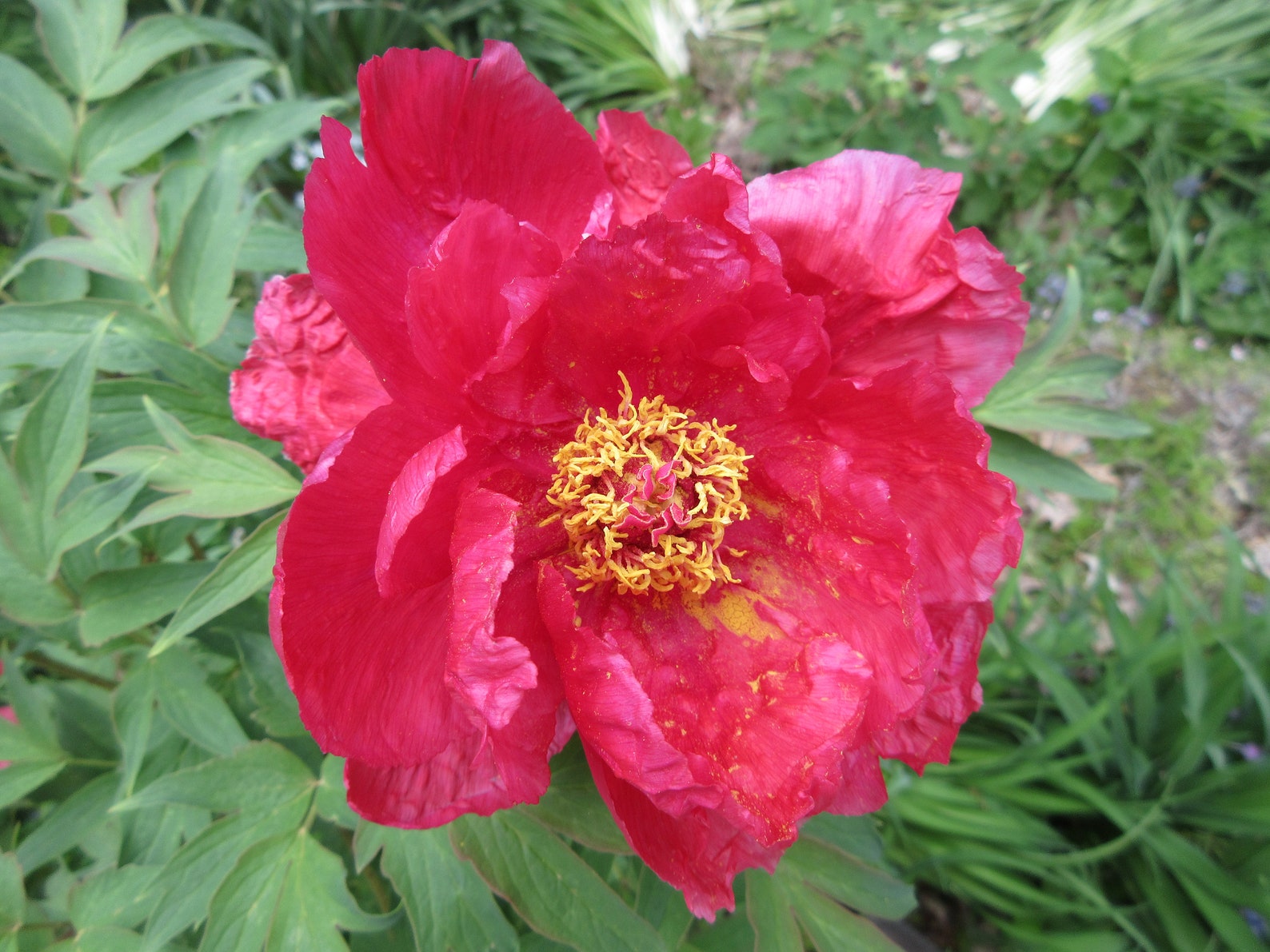 Peonies WOW Natural Flower Essence Remedy. UNSCENTED Vibrational ...