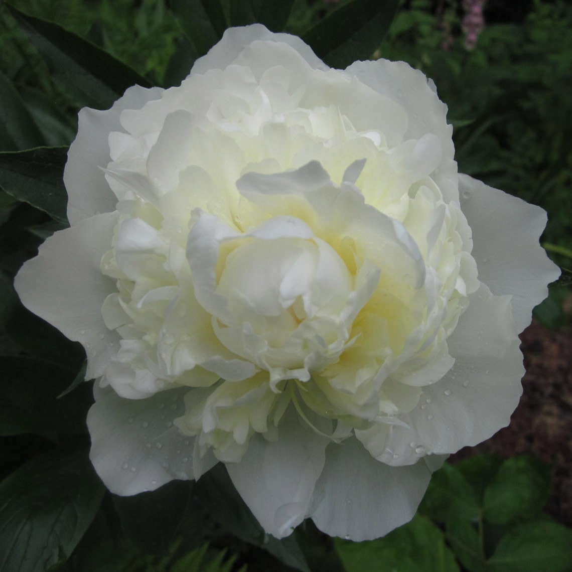 Peonies WOW Natural Flower Essence Remedy. UNSCENTED Vibrational ...