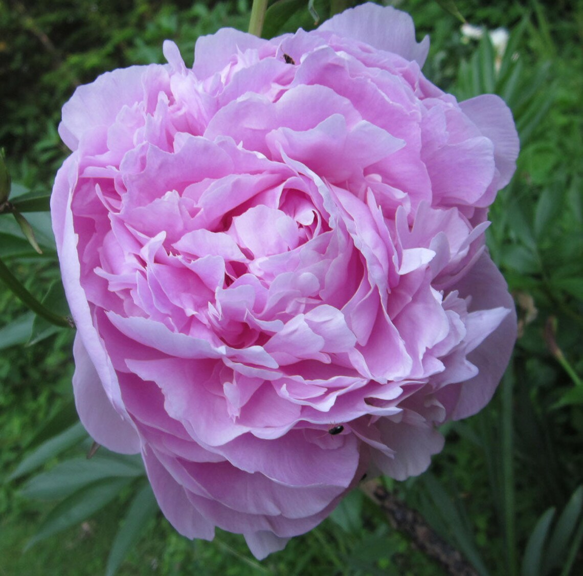 Peonies WOW Natural Flower Essence Remedy. UNSCENTED Vibrational ...