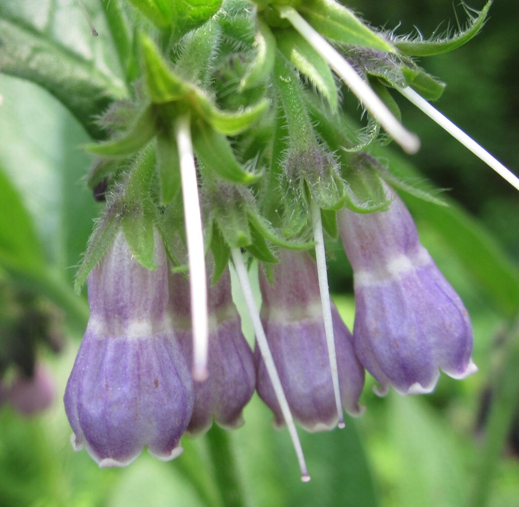 Dental Work Heal Natural Flower Essence Remedy to Speed Recovery From ...