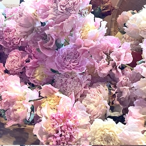 Dry Peony Blossoms, Whole Natural Flowers, Pink, White, Red, for Crafts ...