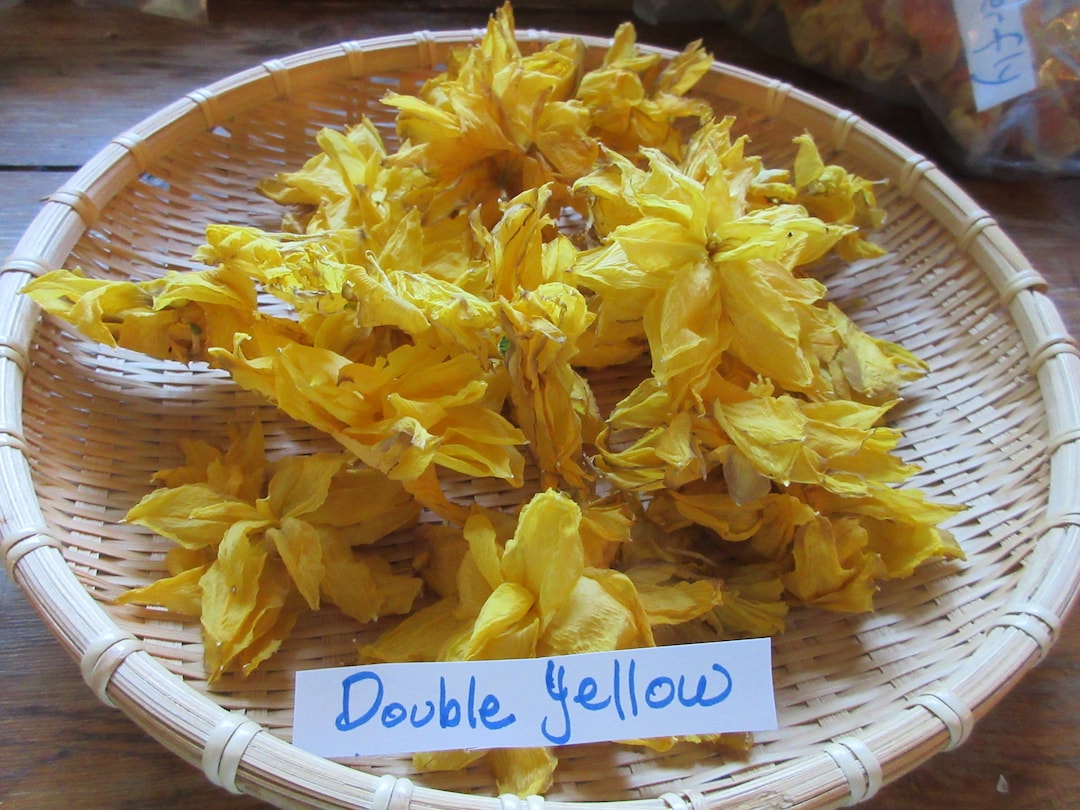 Dry Daffodil Flowers, Naturally Dried, Yellow, Stemless, Unusual Colors ...