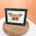 Vintage Framed Moth Vintage Picture Frame With Polyphemus Moth Vintage ...