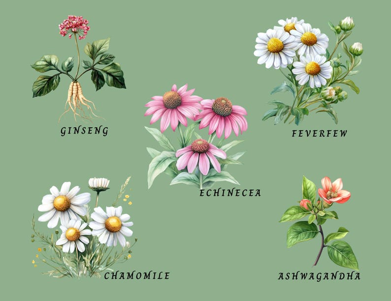 Watercolor Medicinal Herbs Clipart: Botanical PNG Set (digital Download ...