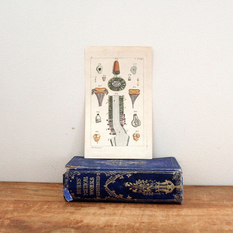 Anatomy Plates - Etsy