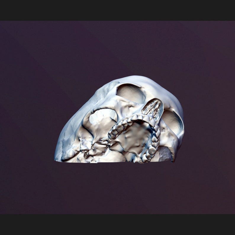 Skull With Flat Base STL Digital File for 3D Printing - Etsy