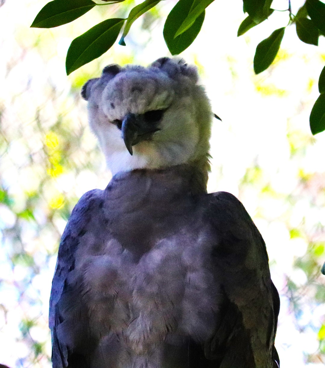 HARPY EAGLE Harpy Eagle Digital Download. Harpy Eagle Photography - Etsy