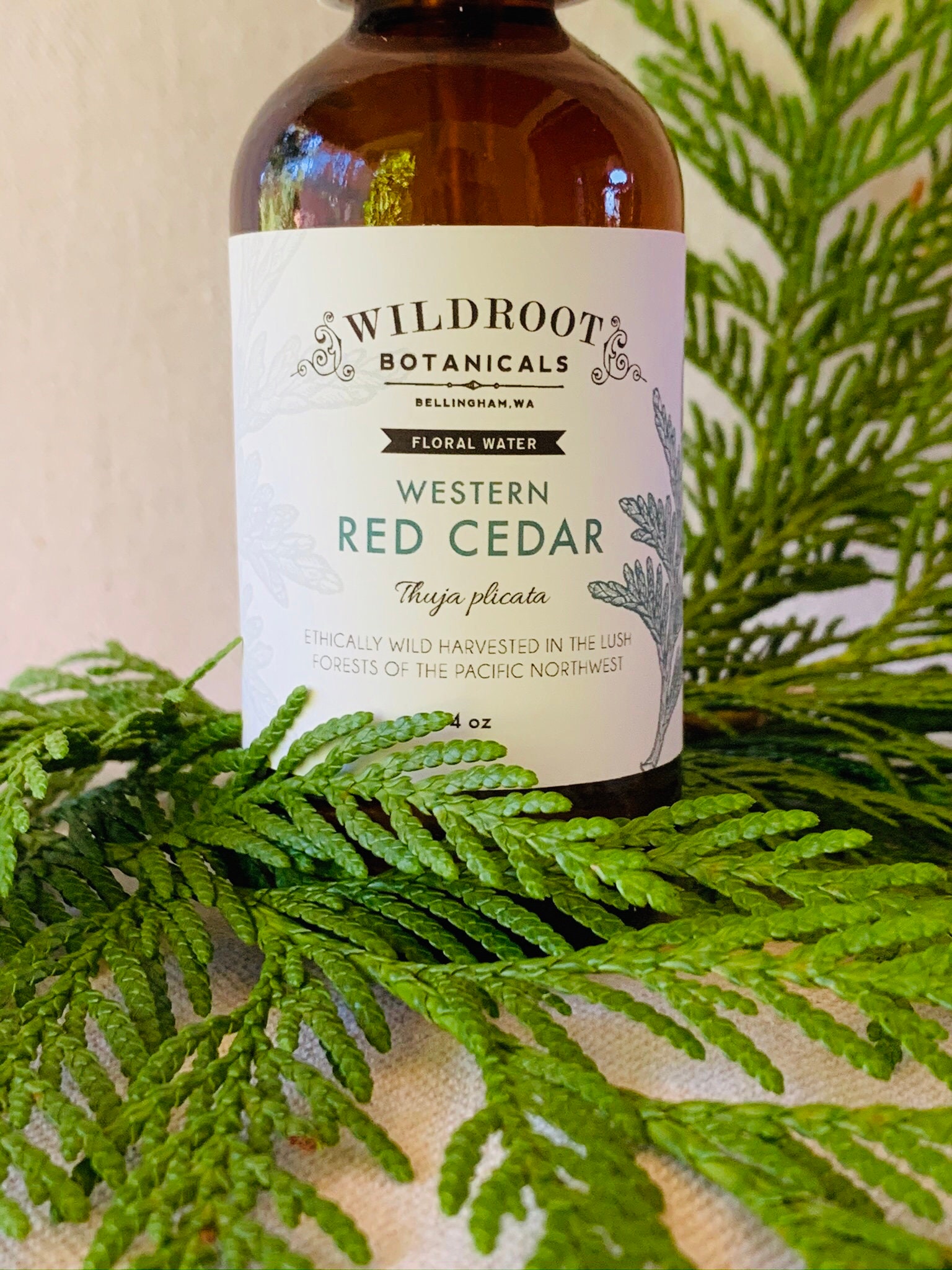 Cedar Hydrosol - Etsy