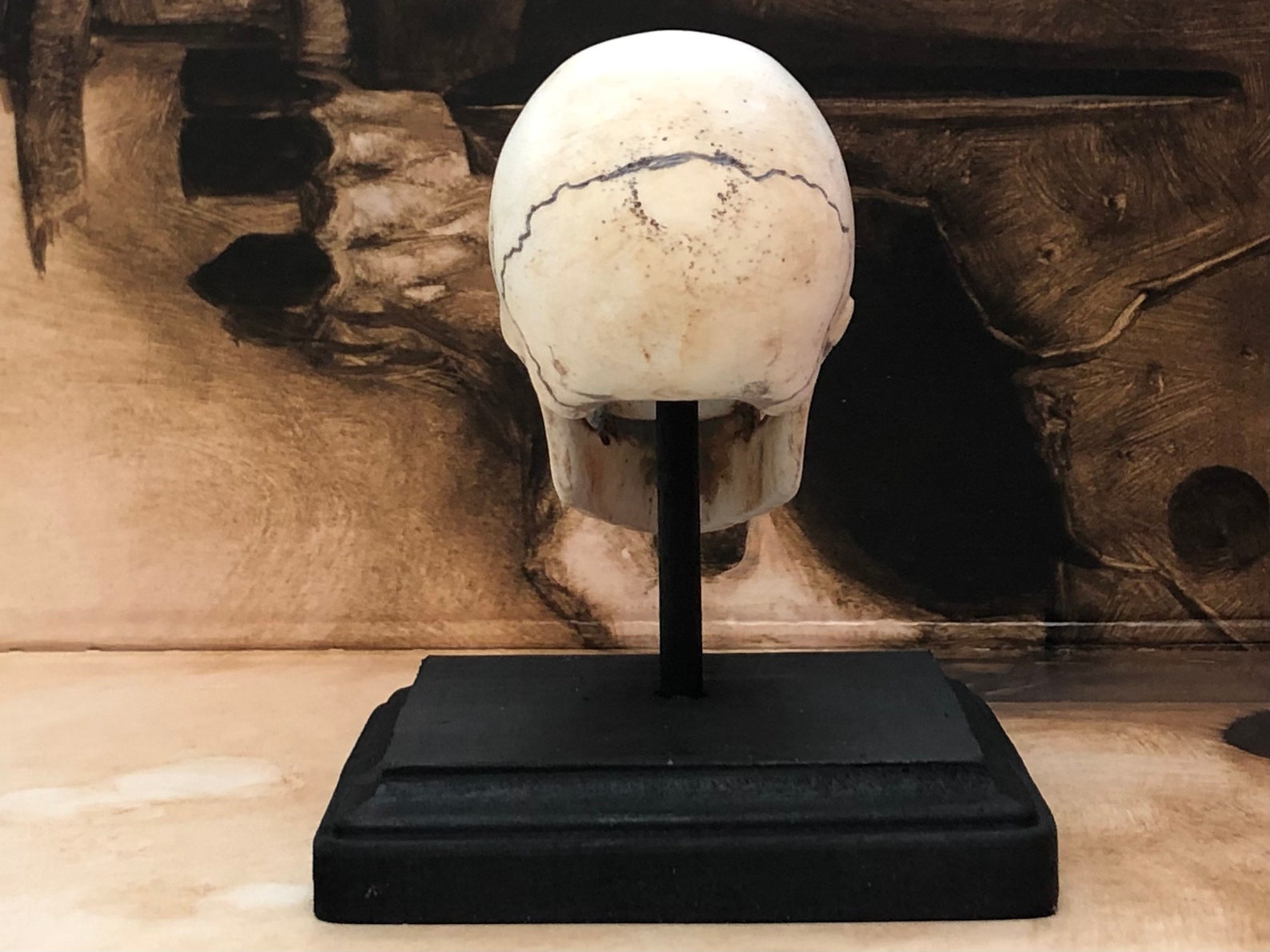 Cyclops Skull Curio Resin With Display Stand Fantasy House Decor - Etsy